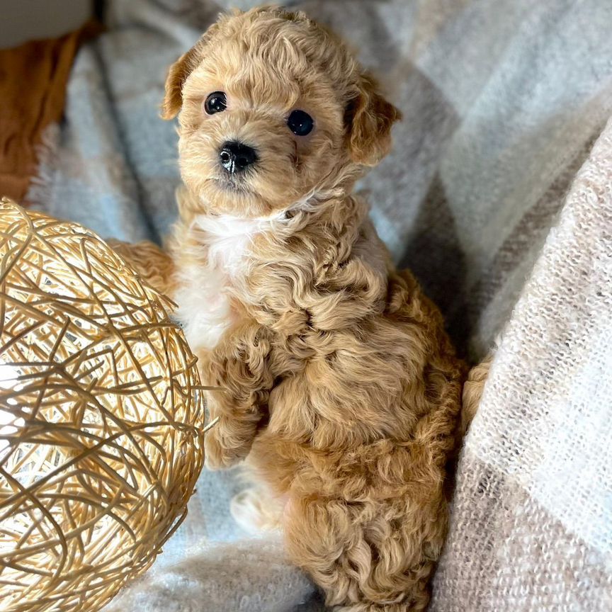 Щеночки пушоны девочки