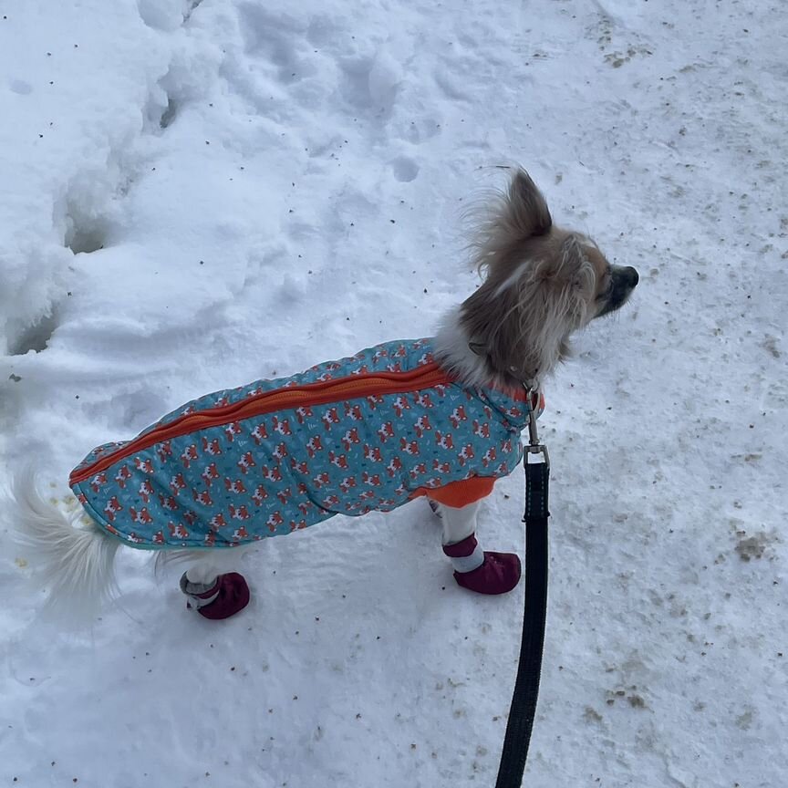 Отдам в добрые руки чихуахуа Казань