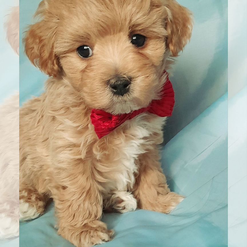 Мальтипу, щенок