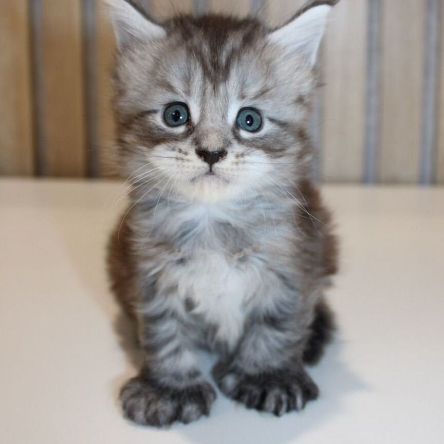 Мейн-кун котёнок