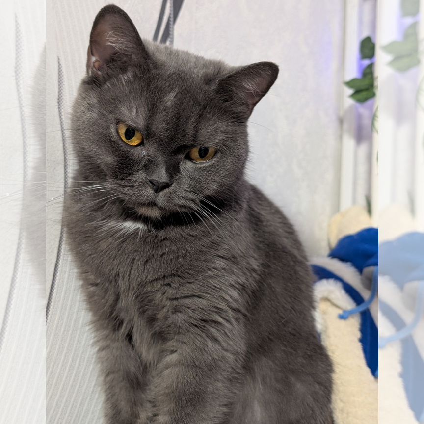 Британская короткошёрстная, взрослая кошка