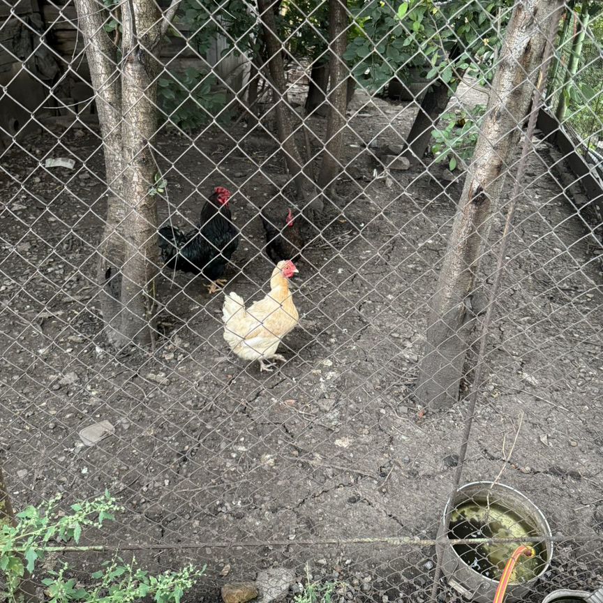 Курочки несушки