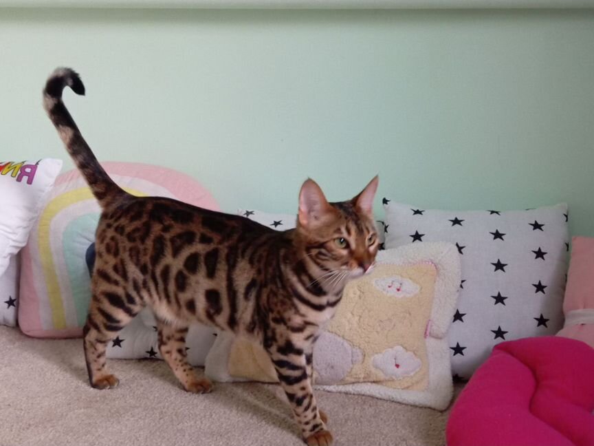 Бенгальская кошка