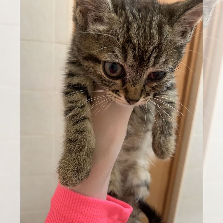 Котенок девочка в добрые руки