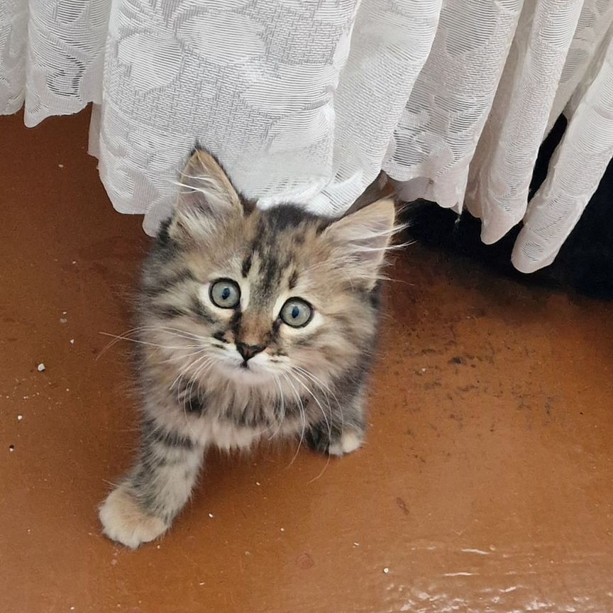 Котята в добрые руки бесплатно