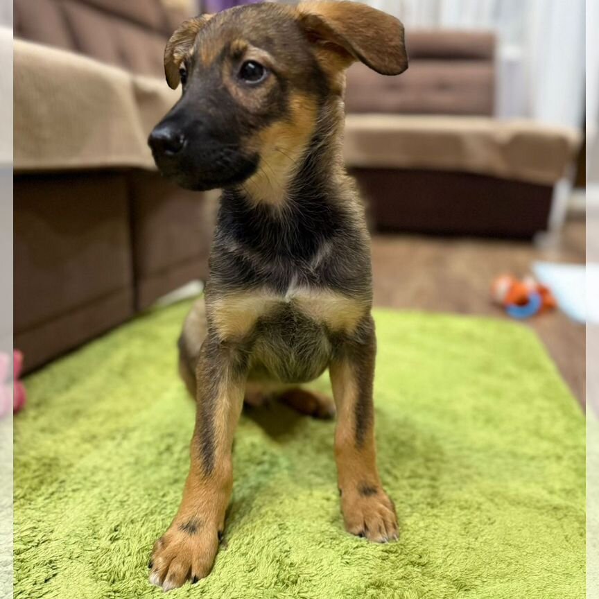 Щенок в добрые руки