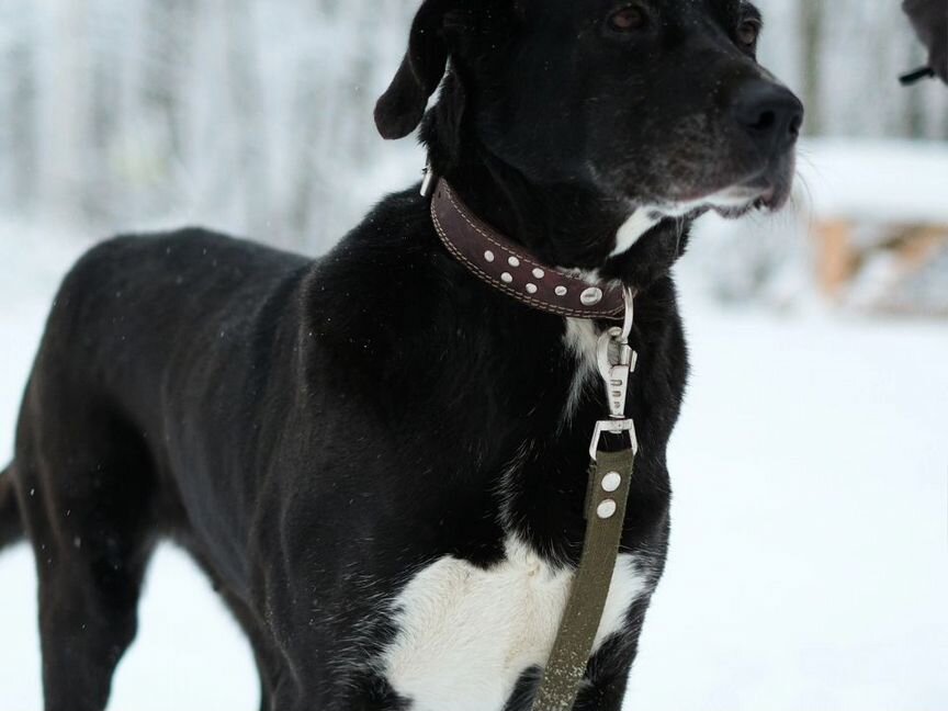 Добрая собака Лада (приют)