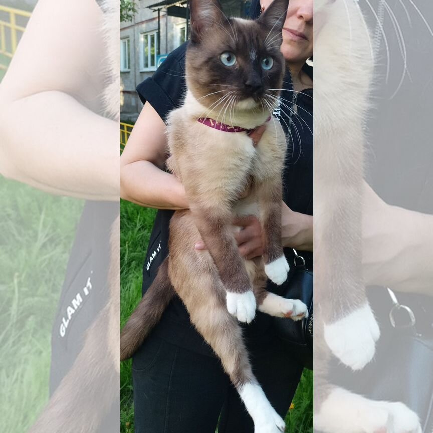 Сиамский, взрослый кот