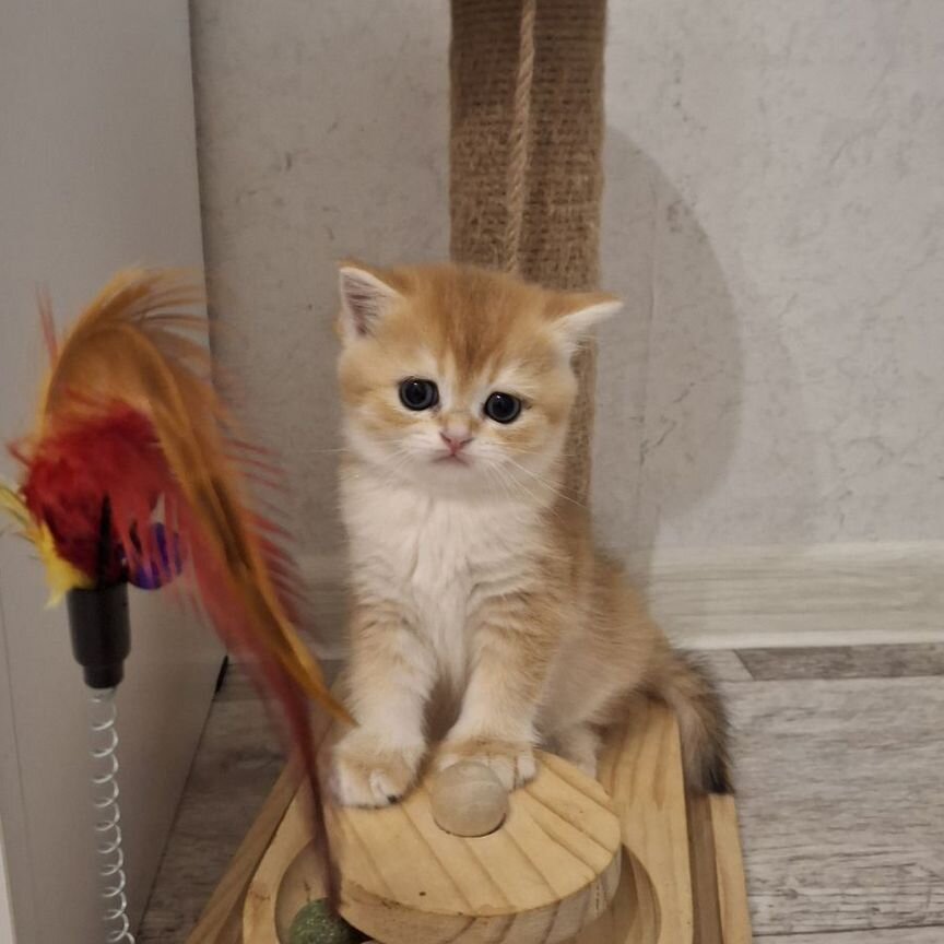 Шотландские золотые шиншиллы котята