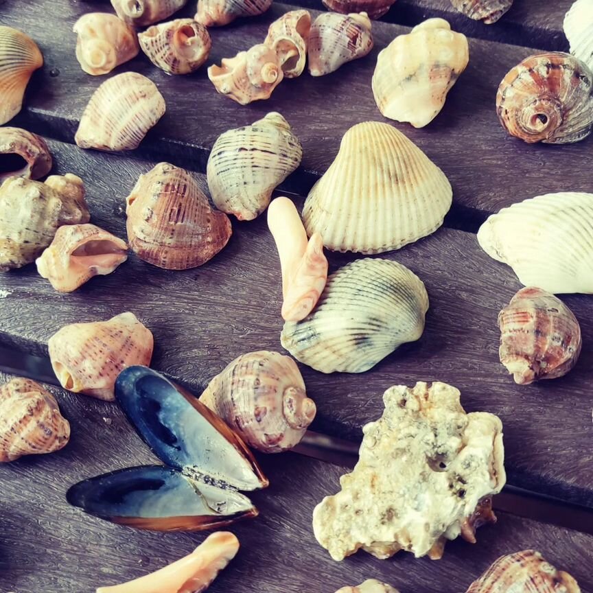 Ракушки домик для морских обитателей аквариума