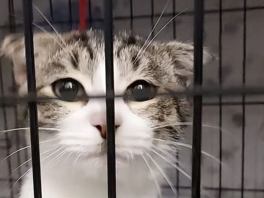 Вислоухий котёнок