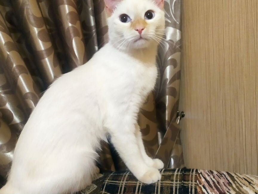 Голубоглазая красотка