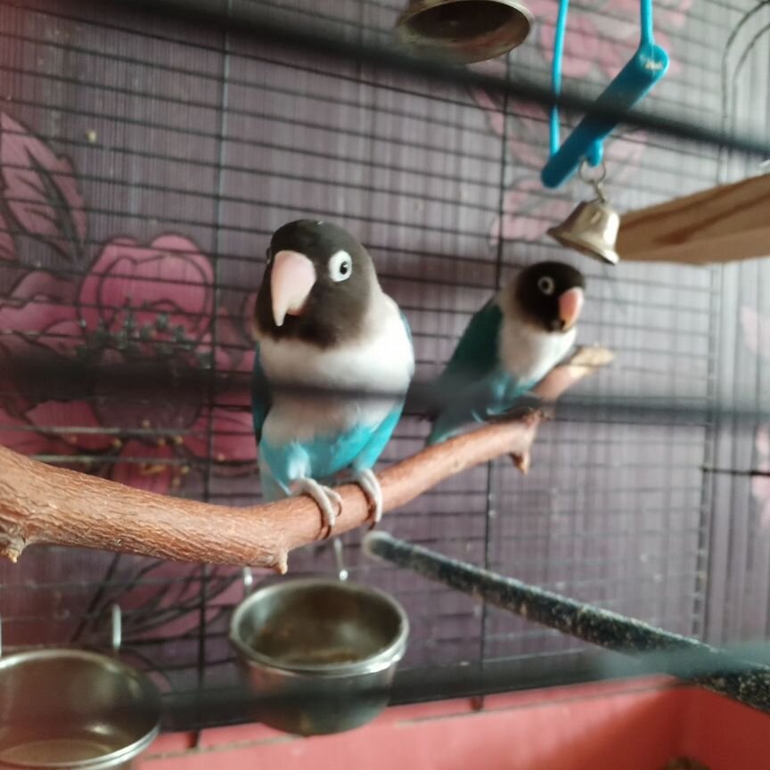 Попугаи неразлучники