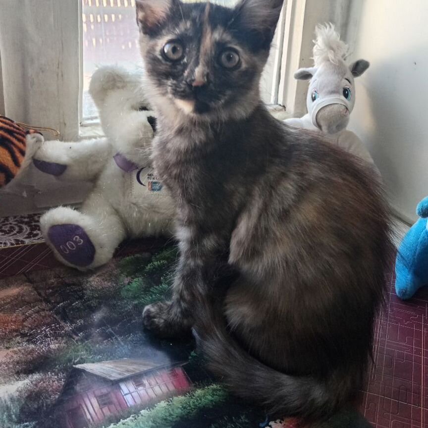 Котёнок в добрые руки