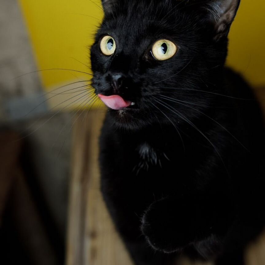 Очаровательная Жасмин в добрые руки