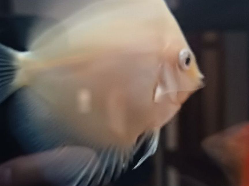 Белый даймон