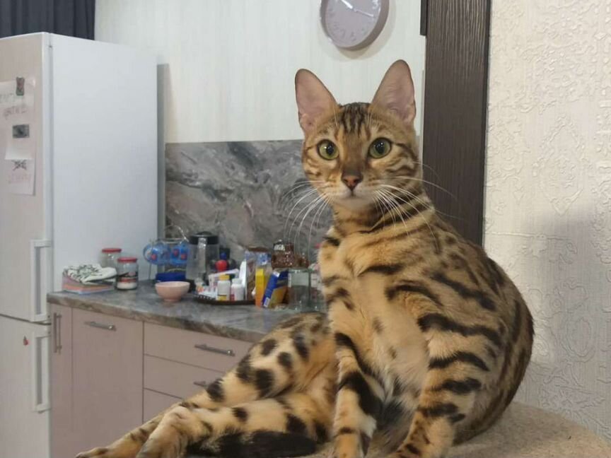 Бенгальская кошка