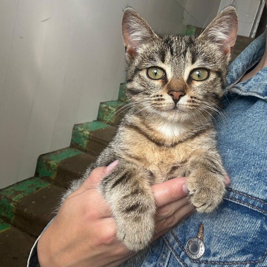 Котенок