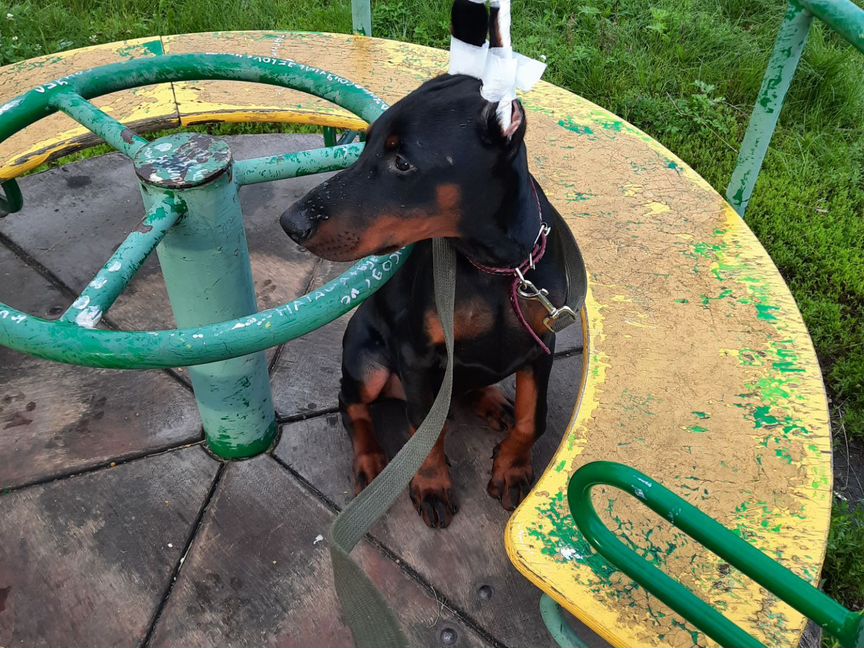 Собака доберман щенок