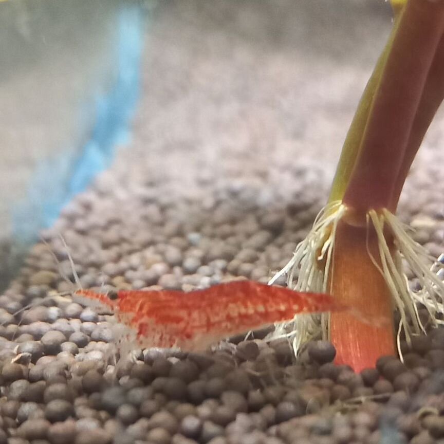 Аквариумные креветки