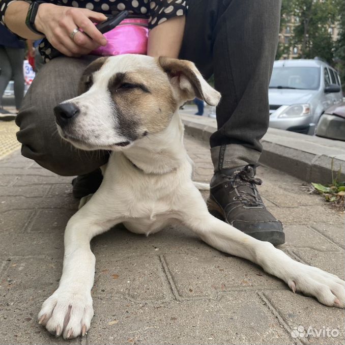 Найдена потерянная собака, потерялась собака