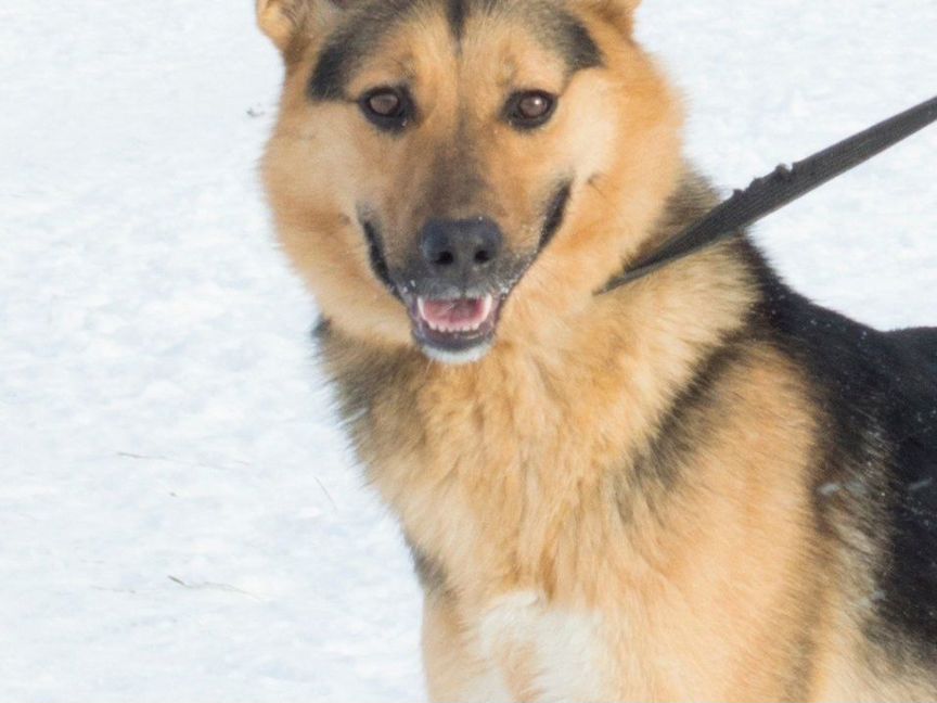 Отдам собаку Асю в добрые руки