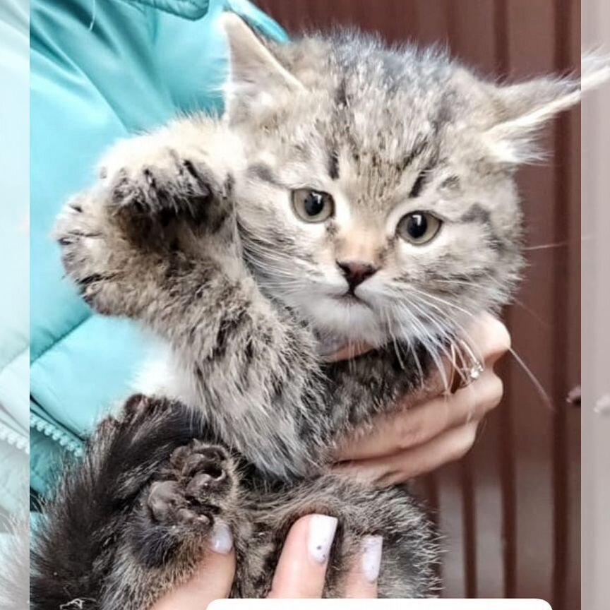 Отдам в добрые руки котят