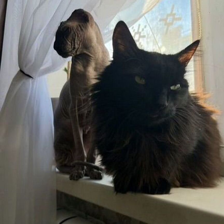 Коты в добрые руки
