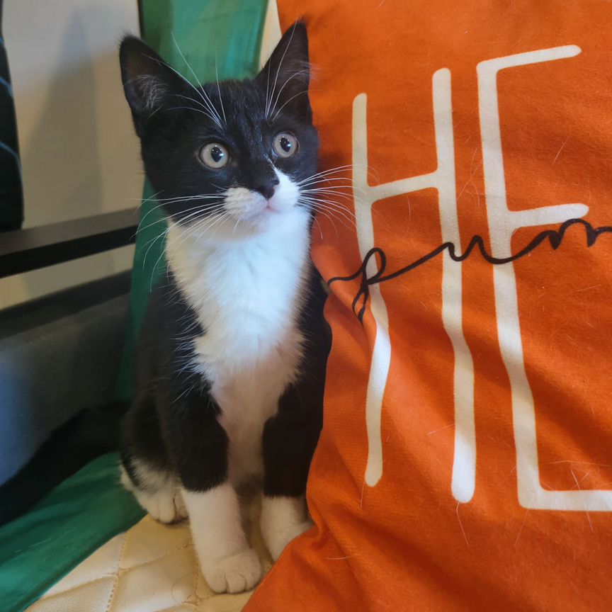 Котенок девочка 3,5 месяца