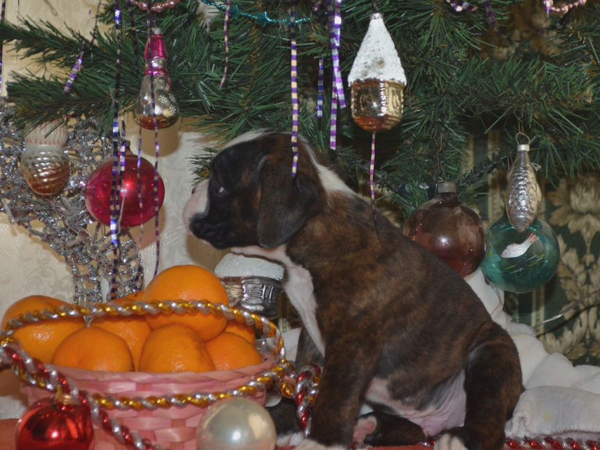 Щенки тигрового боксера