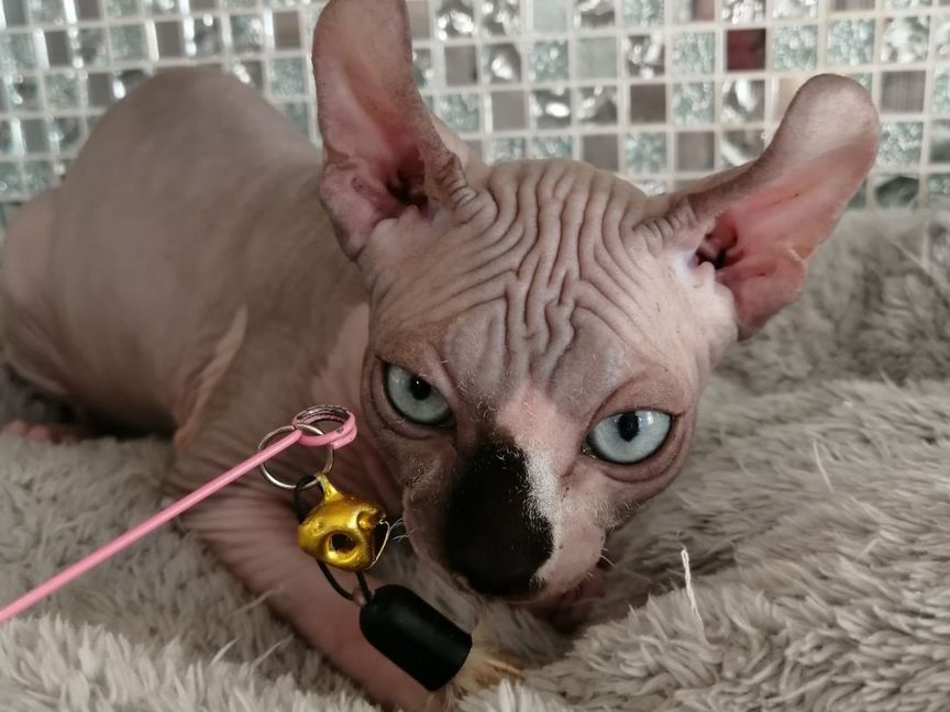 Канадский сфинкс эльф котенок