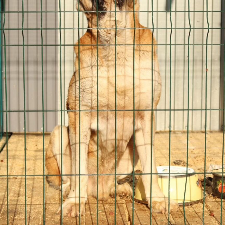 Алабай в добрые руки