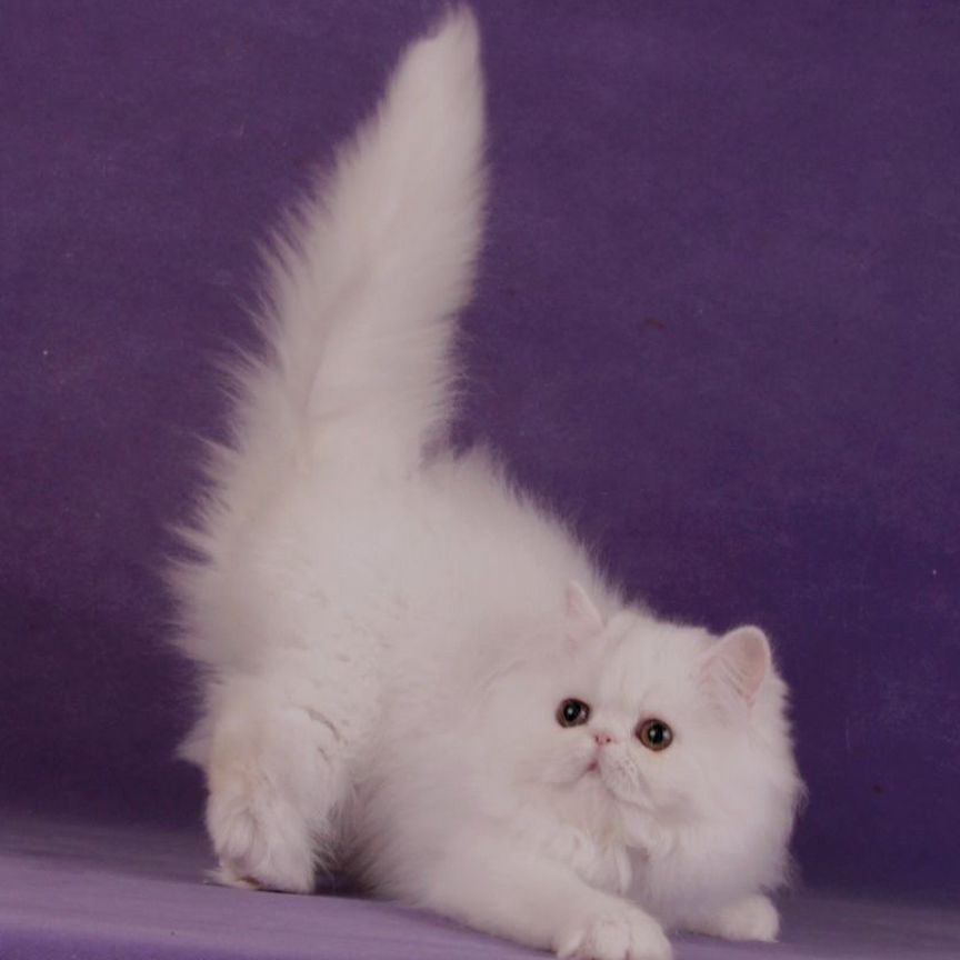 Шикарные малышки