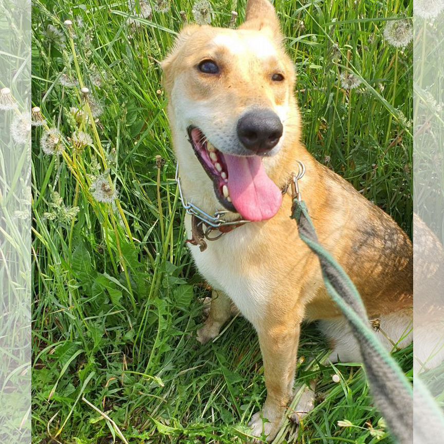 Взрослая собака в добрые руки