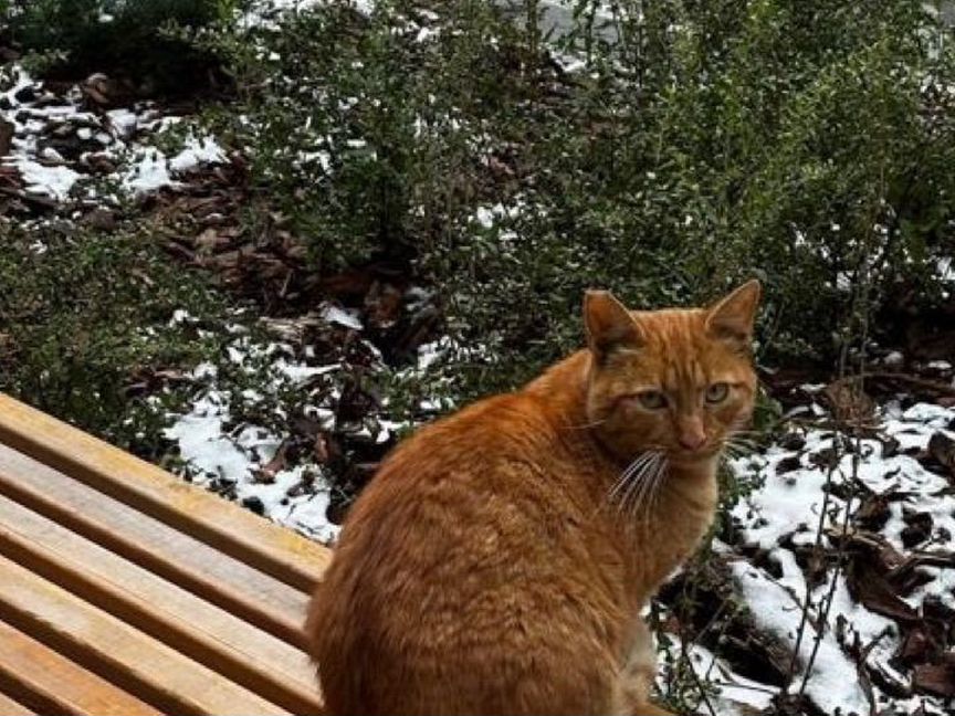 Рыжий кот в добрые руки