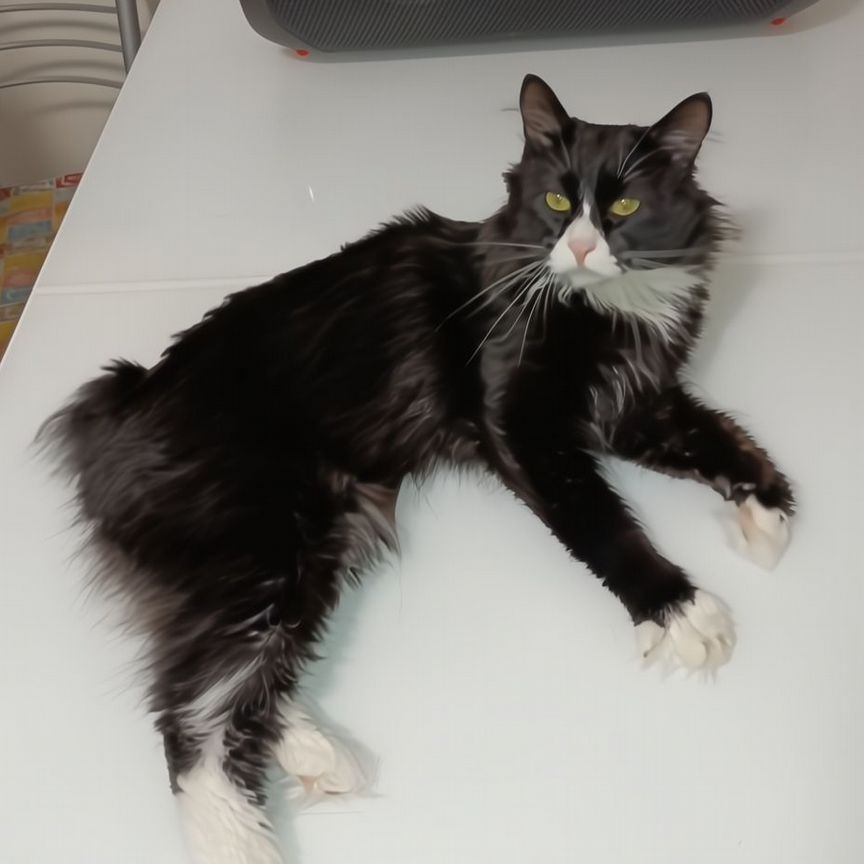 Курильский бобтейл короткошёрстный, взрослый кот