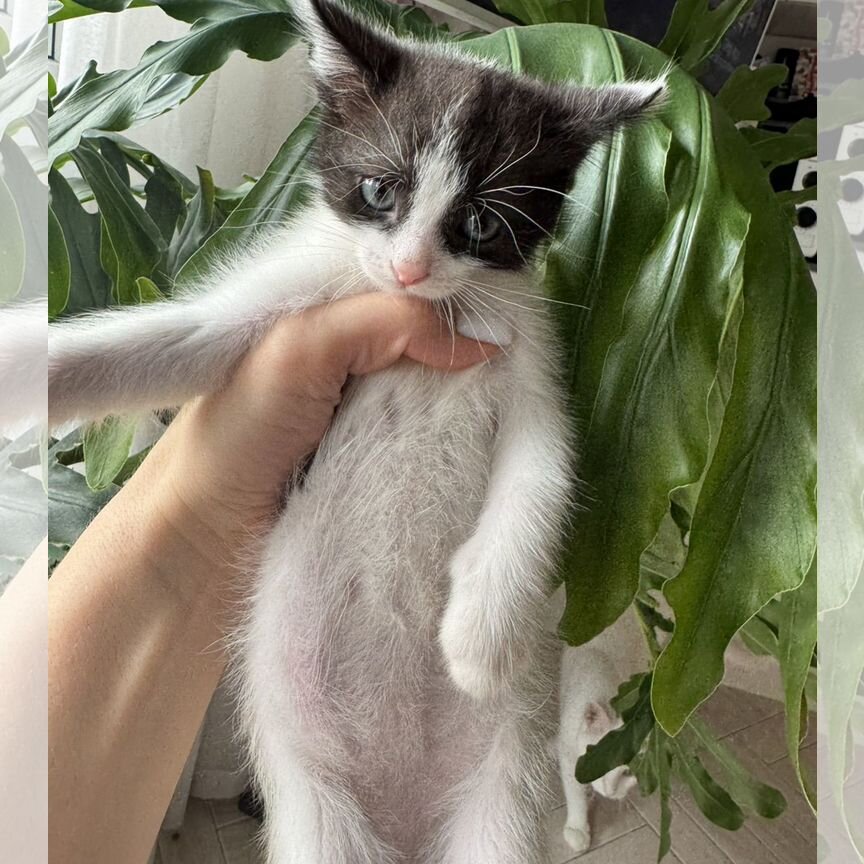 Тайский котёнок
