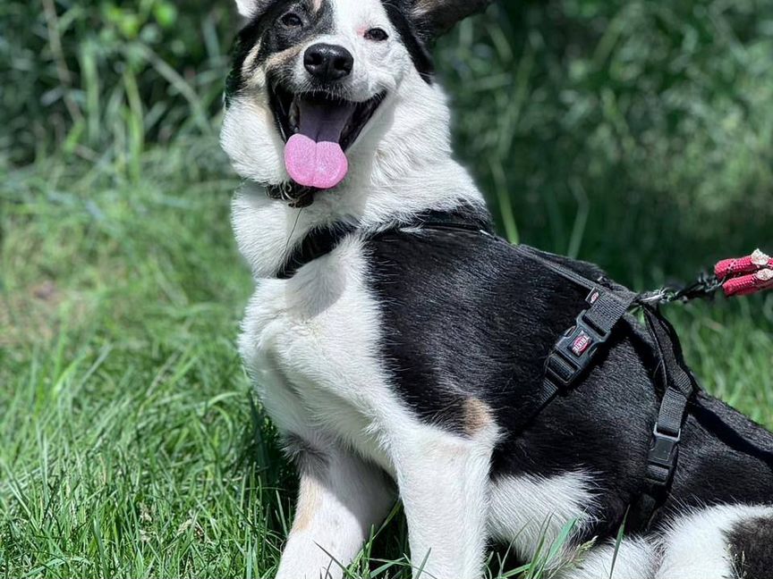 Шут, собака в поиске дома