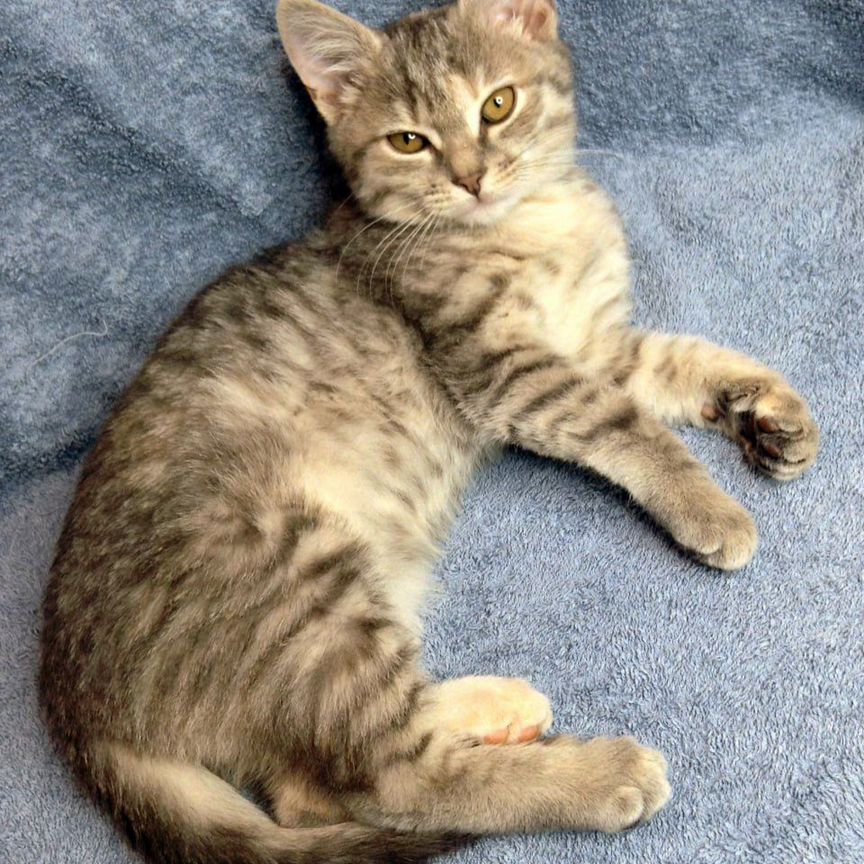 Соня - чудесный котёнок