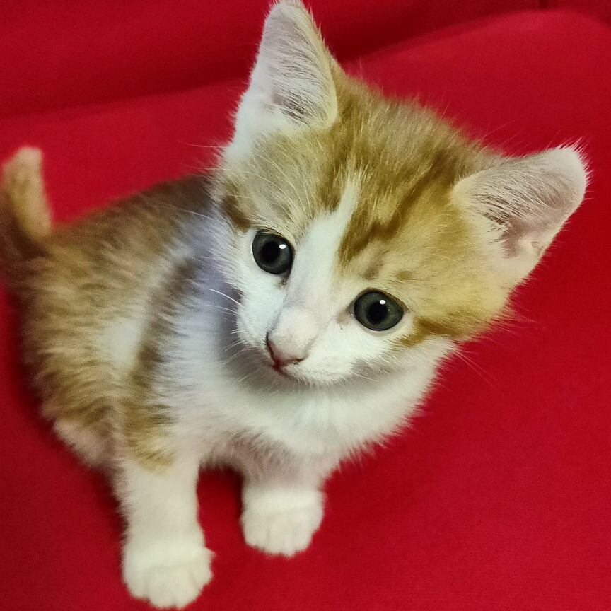 Котенок рыжий, котенок белый, котята, кот
