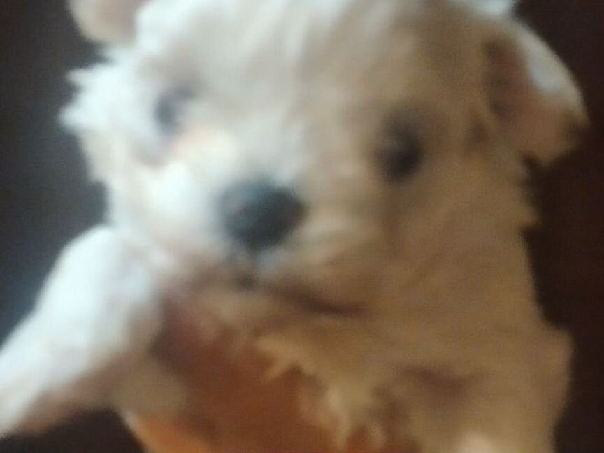 Мальтезе кобель Корея докумены РКФ