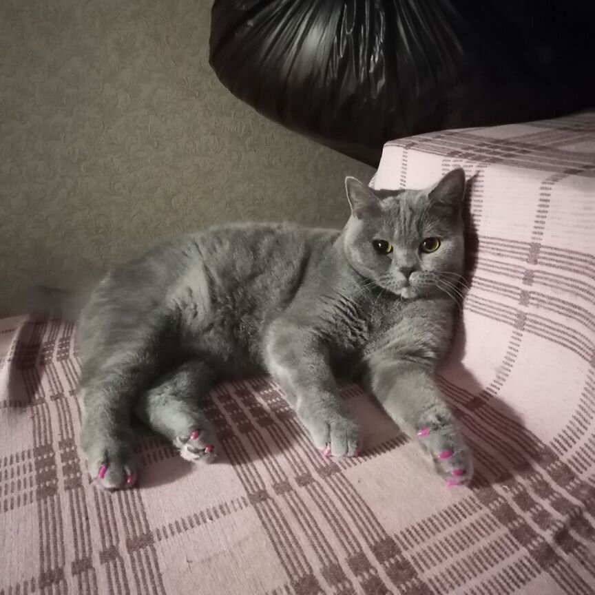 Отдам в добрые руки