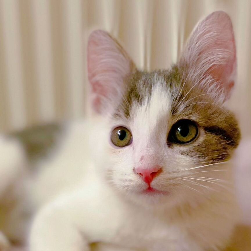 Ласковый котенок спасеныш, 2 мес., мальчик