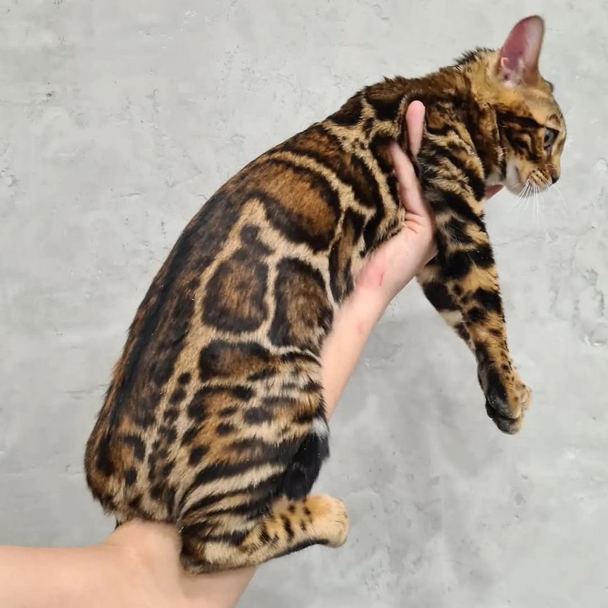 Бенгальские котята