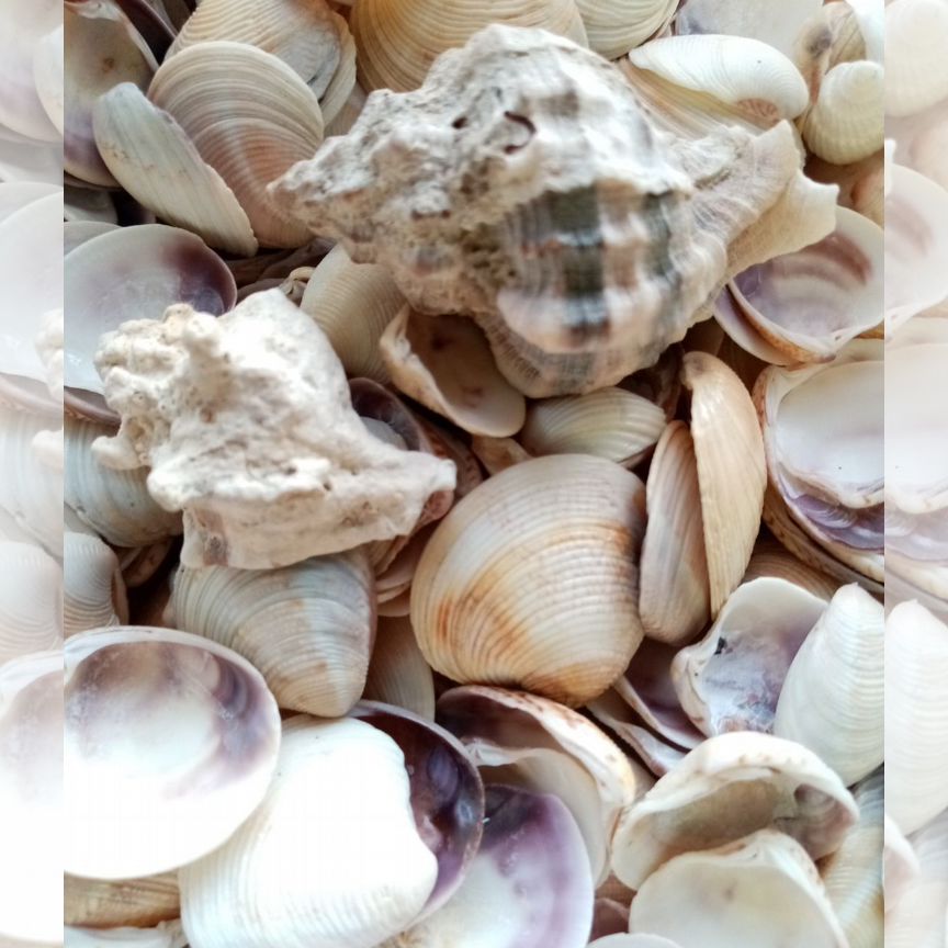 Морские ракушки