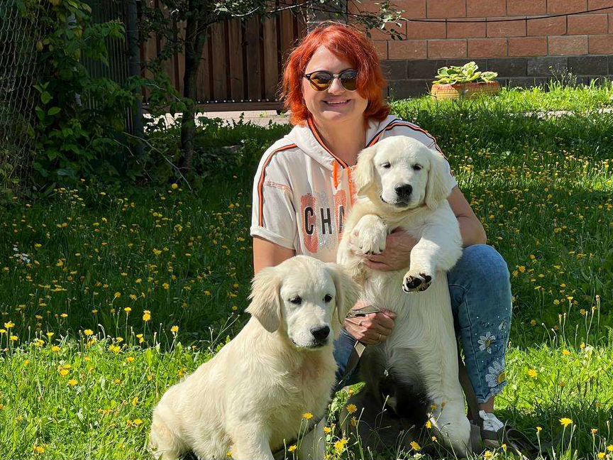 Два шикарных щенка золотистого ретривера