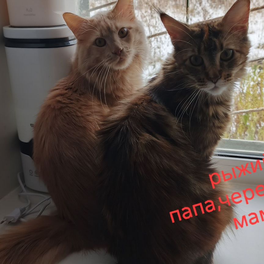 Мейн-кун котёнок