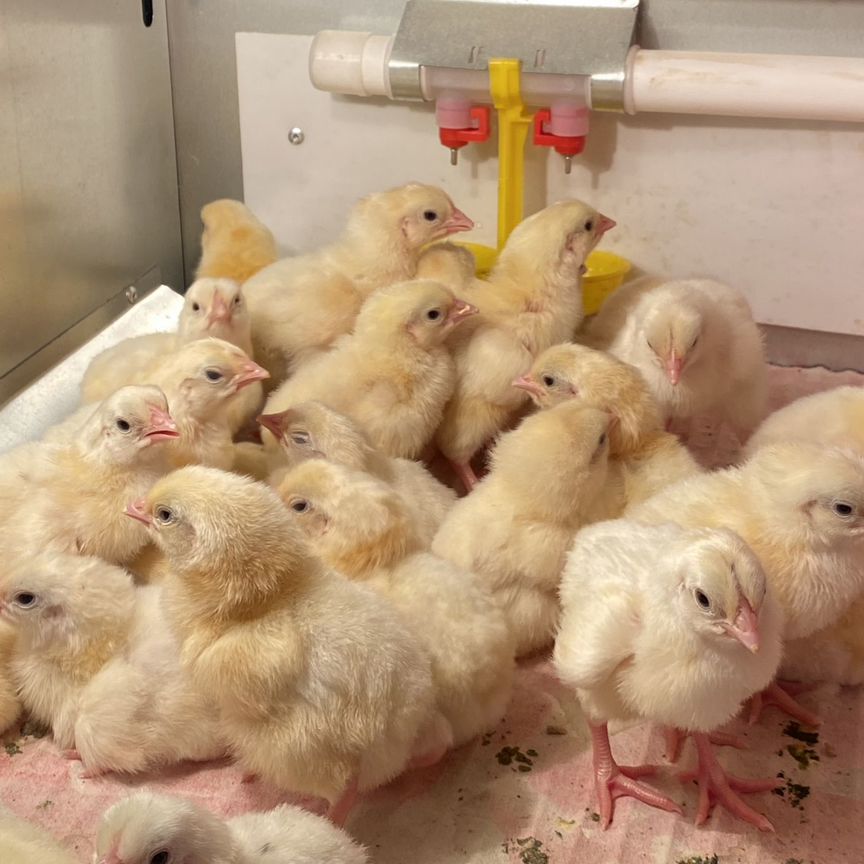 Цыплята-бройлеры