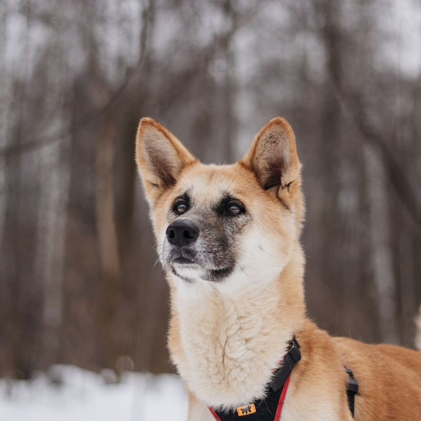 Метис акиты Гермиона в добрые руки