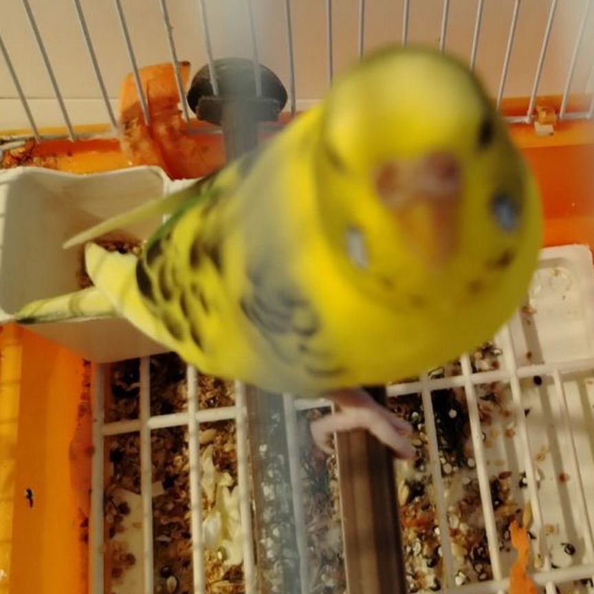 Волнистый попугай